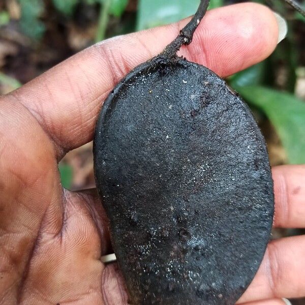 Tessmannia Anomala Plant Care & How to Grow, Water