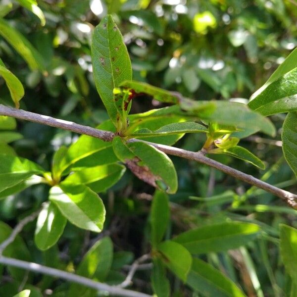 Tetracera Rutenbergii Plant Care & How to Grow, Water