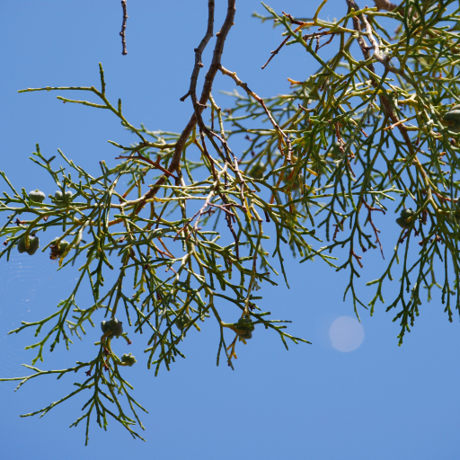 Arar Tree (Tetraclinis Articulata) Plant Care & How to Grow, Water