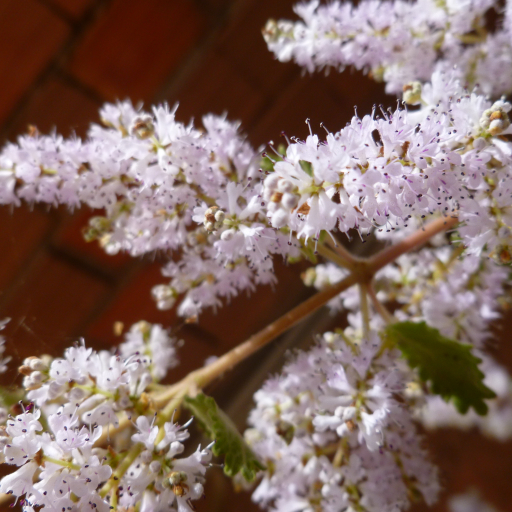 Iboza (Tetradenia Riparia) Plant Care & How to Grow, Water