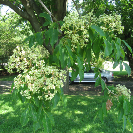 Bee Bee Tree (Tetradium Daniellii) Care Guide: Water, Soil ...