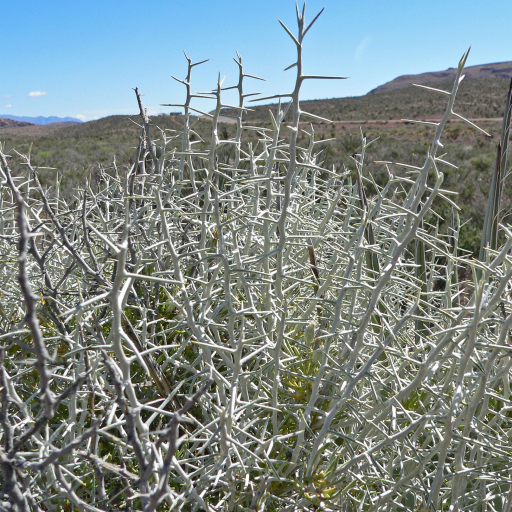 Long-Spine Horsebrush (Tetradymia Axillaris) Plant Care & How to Grow ...