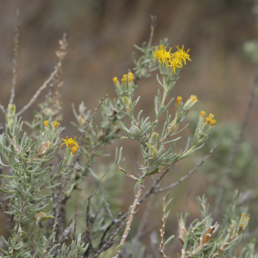 Common Horshbrush (Tetradymia Canescens) Plant Care & How to Grow, Water