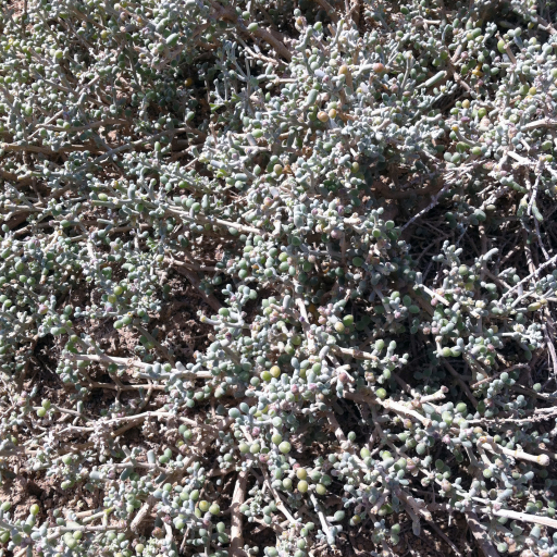 White Bean-caper (Tetraena Alba) Plant Care & How to Grow, Water