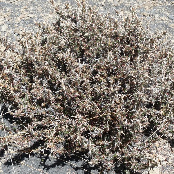 Tetraglochin Cristatum Care Guide: Water, Soil & Propagation - Plantiary