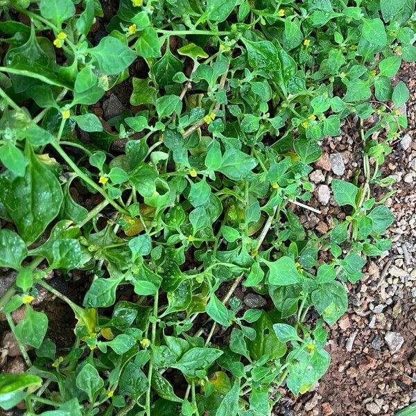 Tetragonia Echinata Plant Care & How to Grow, Water