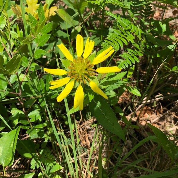 Pineland Nerveray (Tetragonotheca Helianthoides) Plant Care & How to ...