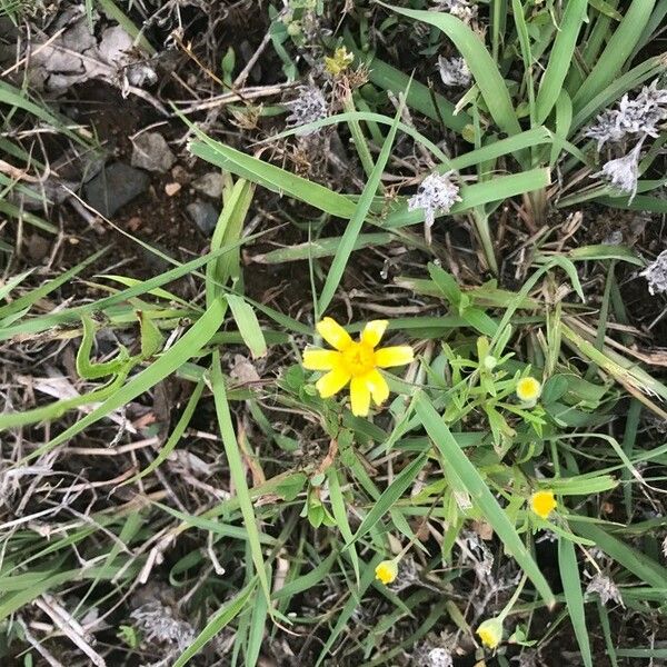 Fineleaf Fournerved Daisy (Tetraneuris Linearifolia) Plant Care & How ...