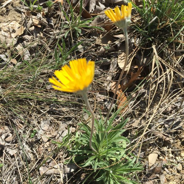 Stemmy Four-Nerve Daisy (Tetraneuris Scaposa) Plant Care & How to Grow ...