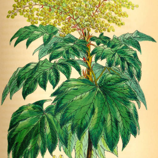 Chinese Rice-Paper (Tetrapanax Papyrifer) Plant Care & How to Grow, Water