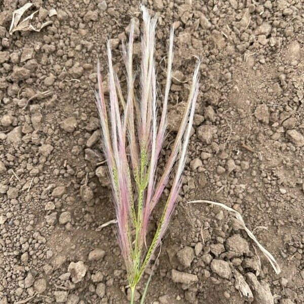 Tetrapogon Roxburghiana Plant Care & How to Grow, Water