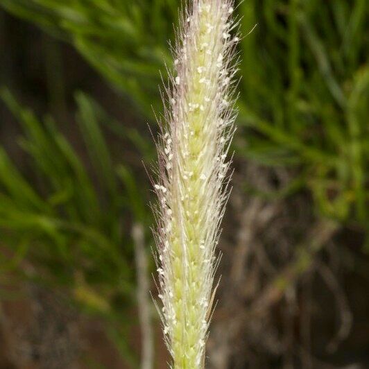 Tetrapogon Villosus Plant Care & How to Grow, Water