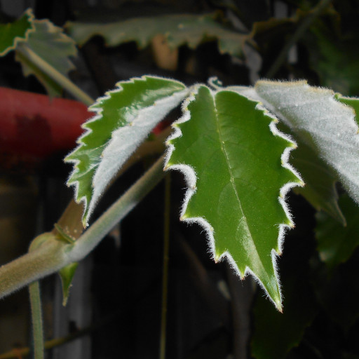 Chestnut Vine (Tetrastigma Voinierianum) Plant Care & How to Grow, Water