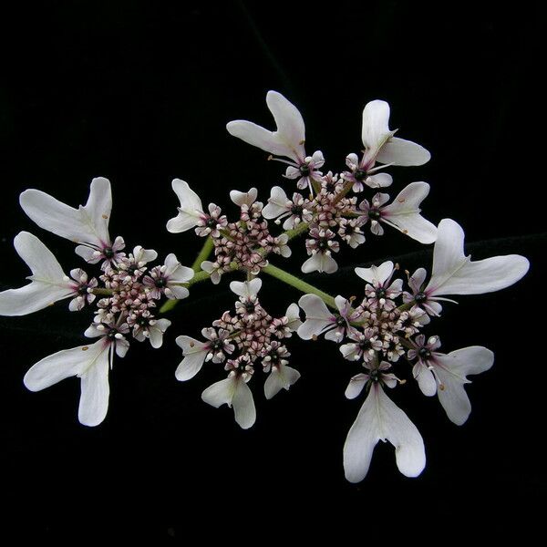 Tetrataenium Sublineare Plant Care & How to Grow, Water