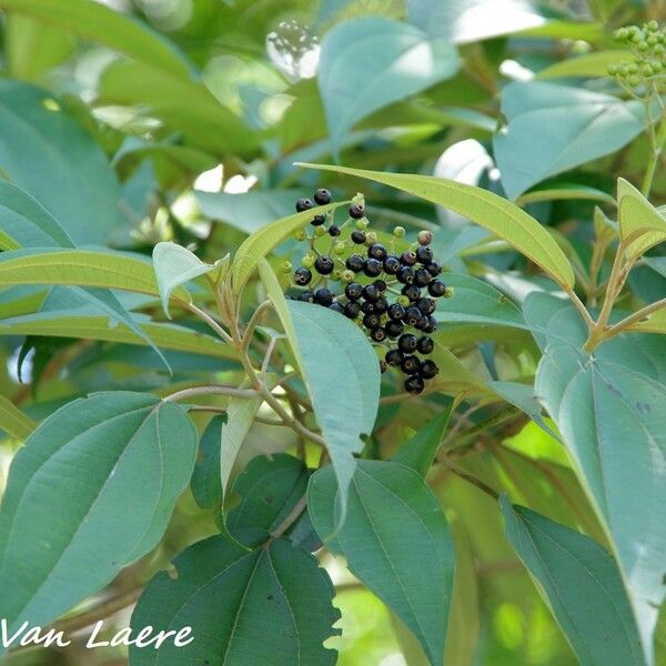 Tetrazygia Discolor Plant Care & How to Grow, Water