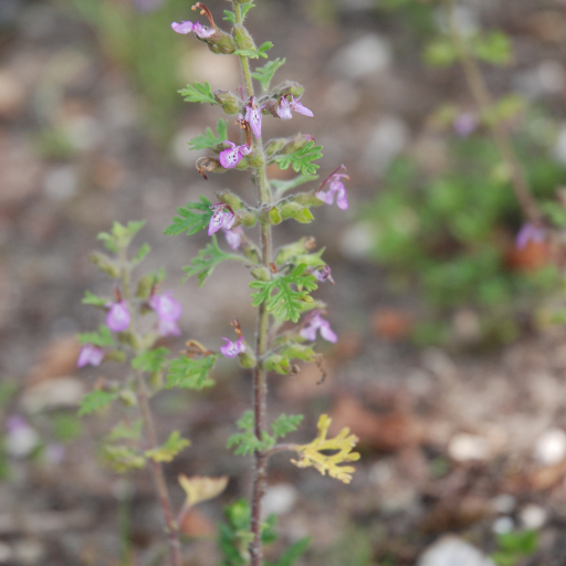 Cutleaf Germander (Teucrium Botrys) Plant Care & How to Grow, Water