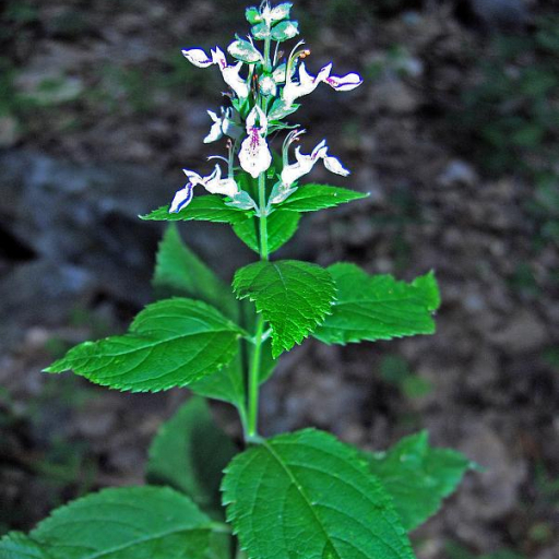American Germander (Teucrium Canadense) Plant Care & How to Grow, Water