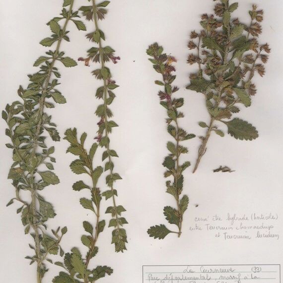 Teucrium Chamaedrys X Teucrium Lucidum Care Guide: Water, Soil ...