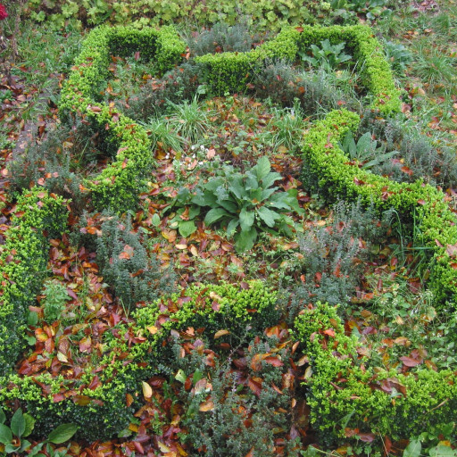 Wall Germander (Teucrium Chamaedrys) Plant Care & How to Grow, Water