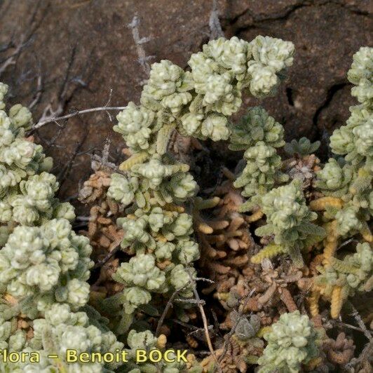 Teucrium Charidemi Plant Care & How to Grow, Water