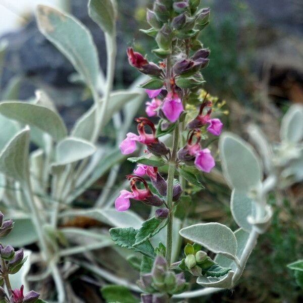 Spreading Germander (Teucrium Divaricatum) Plant Care & How to Grow, Water