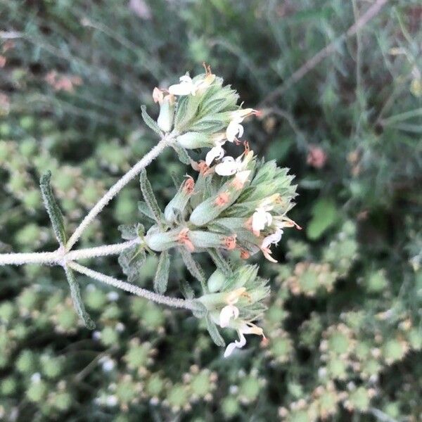Teucrium Dunense Plant Care & How to Grow, Water