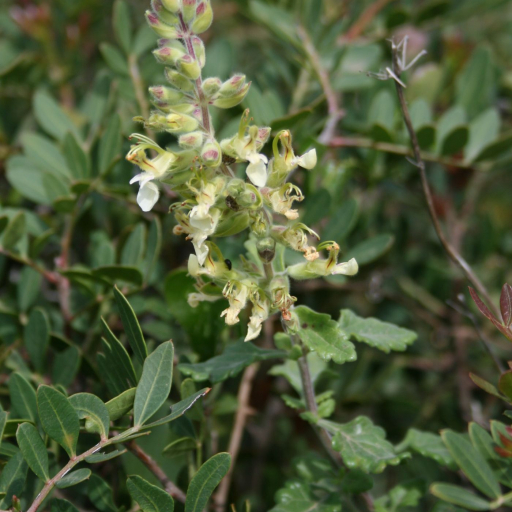 Yellow Germander (Teucrium Flavum) Plant Care & How to Grow, Water