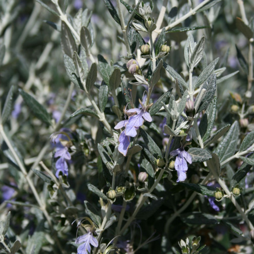 Shrubby Germander (Teucrium Fruticans) Plant Care & How to Grow, Water