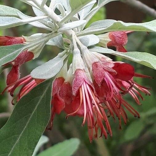 Teucrium Heterophyllum Plant Care & How to Grow, Water