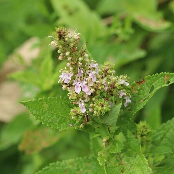 Spike-Flower Germander (Teucrium Japonicum) Plant Care & How to Grow, Water