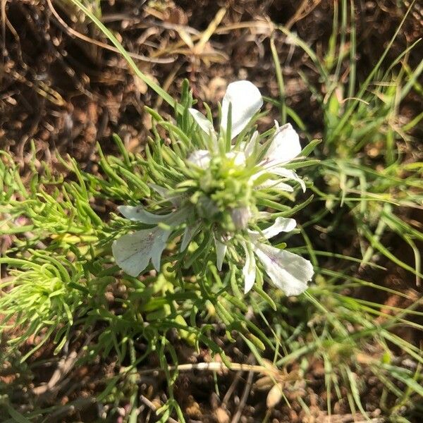 Lacy Germander (Teucrium Laciniatum) Plant Care & How to Grow, Water