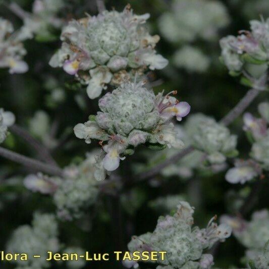 Teucrium Lusitanicum Care Guide: Water, Soil & Propagation - Plantiary