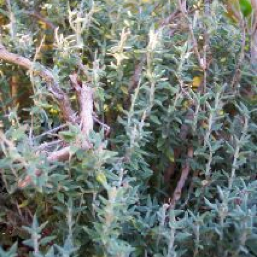 Cat Thyme (Teucrium Marum) Plant Care & How to Grow, Water