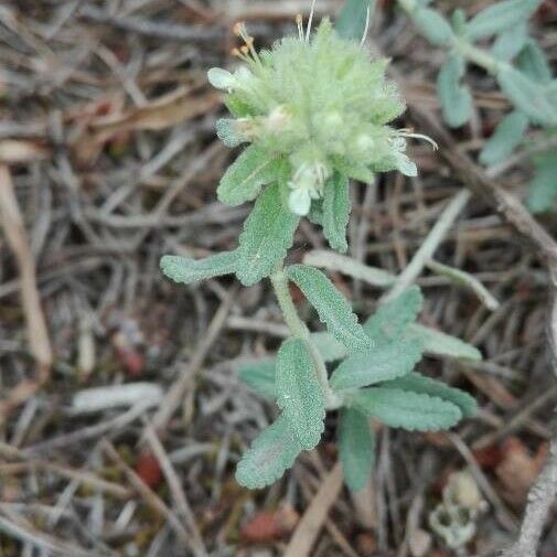 Teucrium Murcicum Plant Care & How to Grow, Water