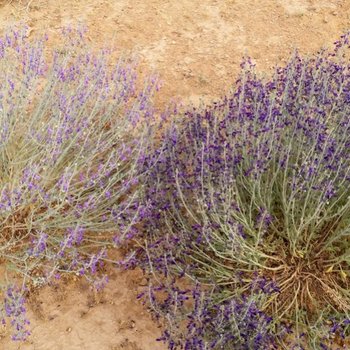 Desert Germander (Teucrium Oliverianum) Care Guide: Water, Soil ...