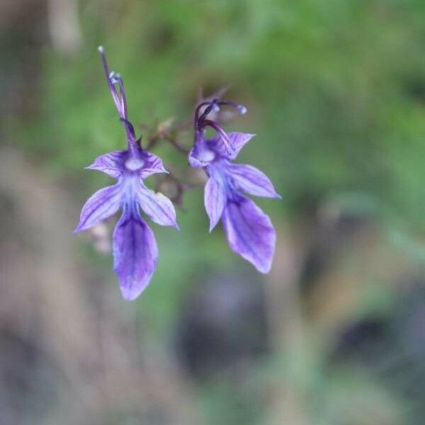 Oriental Germander (Teucrium Orientale) Plant Care & How to Grow, Water
