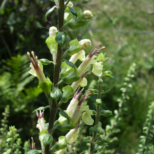 Woodland Germander (Teucrium Scorodonia) Plant Care & How to Grow, Water