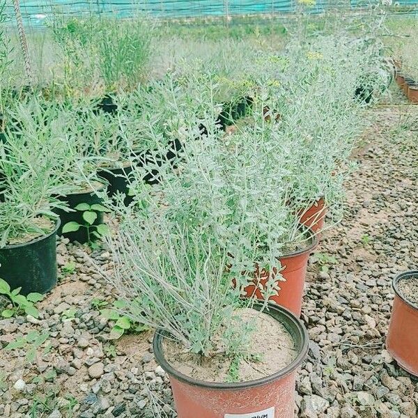 Teucrium Stocksianum Care Guide: Water, Soil & Propagation - Plantiary