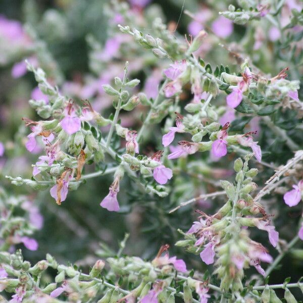 Teucrium Subspinosum Plant Care & How to Grow, Water