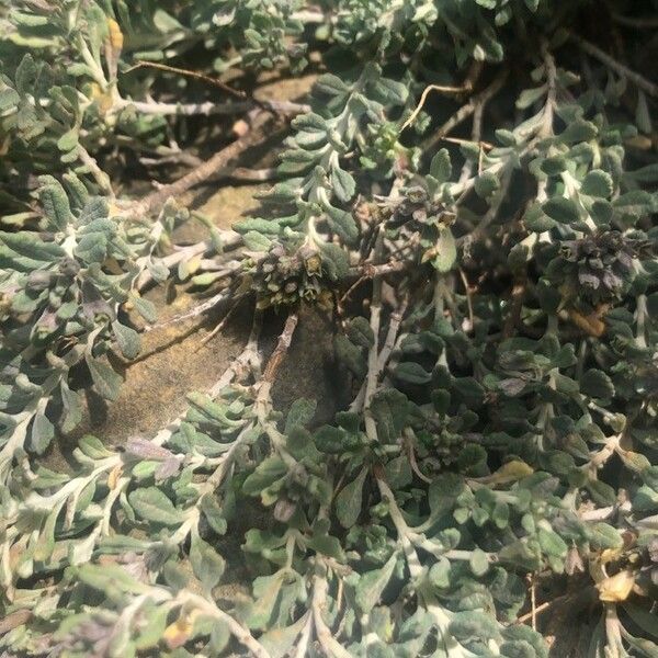 Teucrium Thymifolium Care Guide: Water, Soil & Propagation - Plantiary
