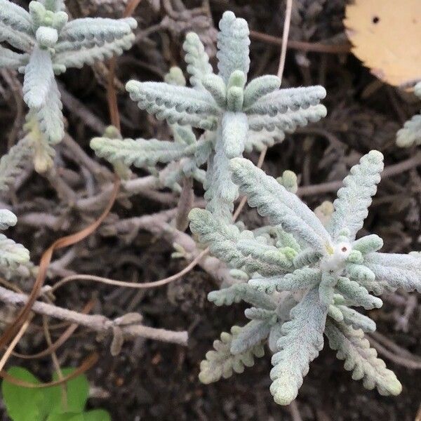 Teucrium Vincentinum Plant Care & How to Grow, Water