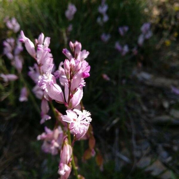Teucrium Webbianum Care Guide: Water, Soil & Propagation - Plantiary