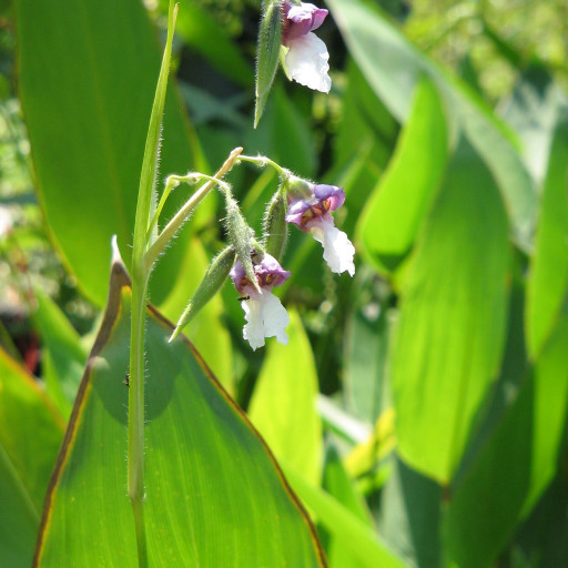 Arrowroot (Thalia Geniculata) Plant Care & How to Grow, Water
