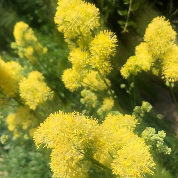 Thalictrum Maritimum Plant Care & How to Grow, Water