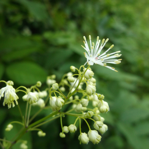 Tall Meadow-rue (Thalictrum Pubescens) Plant Care & How to Grow, Water
