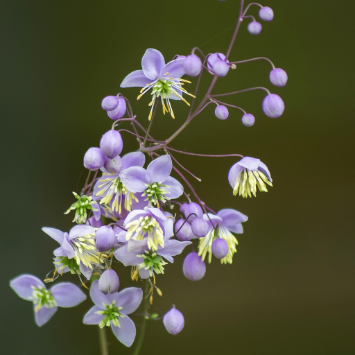 Yellow-Filamentous Meadow-Rue (Thalictrum Rochebruneanum) Care Guide ...