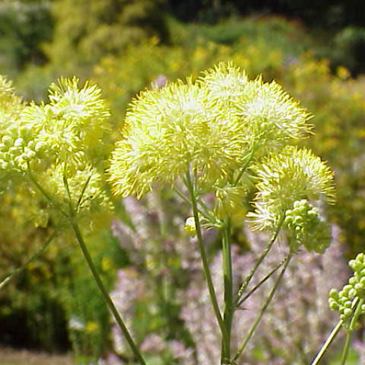 Yellow Meadow-Rue (Thalictrum Speciosissimum) Care Guide: Water, Soil ...