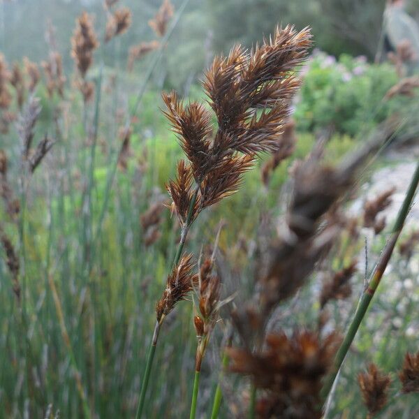 Bright Thatchreed (Thamnochortus Lucens) Care Guide: Water, Soil ...