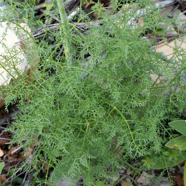 Thapsia Foetida Plant Care & How to Grow, Water