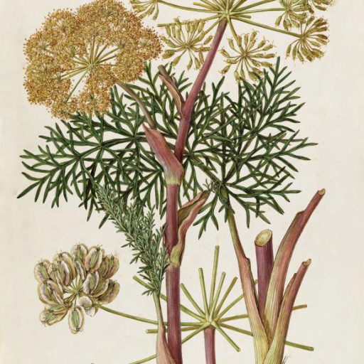 Deadly Carrots (Thapsia Garganica) Plant Care & How to Grow, Water